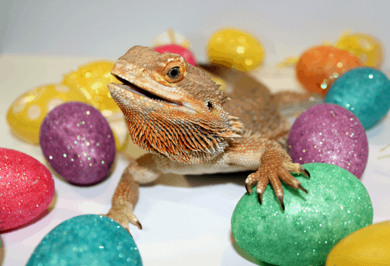How To Bond With Your Bearded Dragon [6 Simple Tips & Tricks]