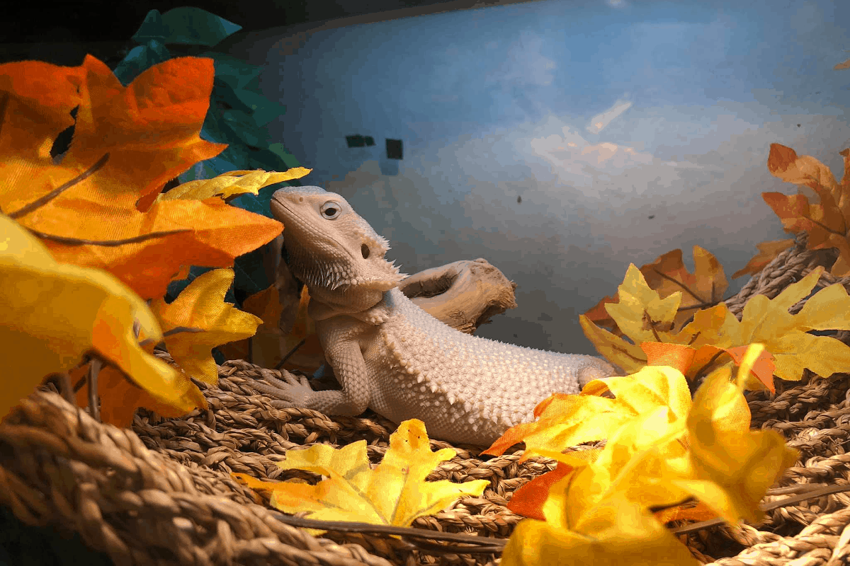 How To Bond With Your Bearded Dragon [GUIDE]