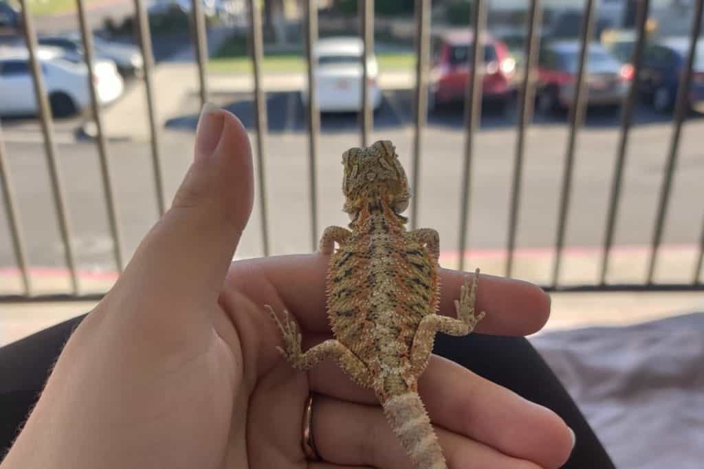 Best Place To Buy Bearded Dragons Online