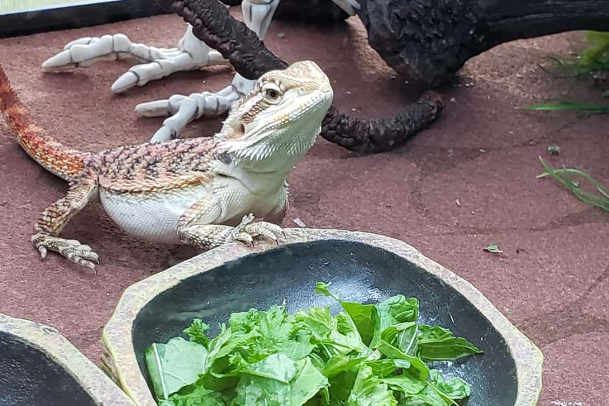 How Much Does It Cost To Feed A Bearded Dragon 