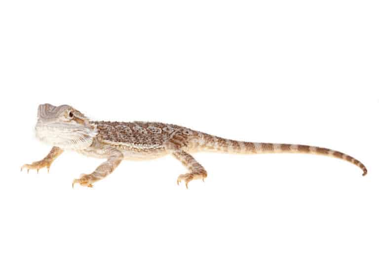How To Tell If Your Bearded Dragon Is Sick