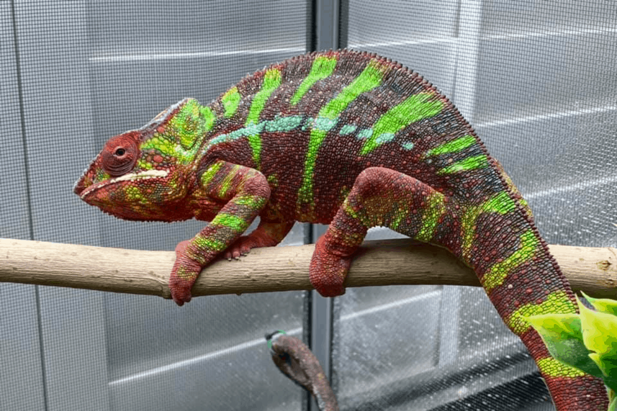 How Many Colors Can A Chameleon Change