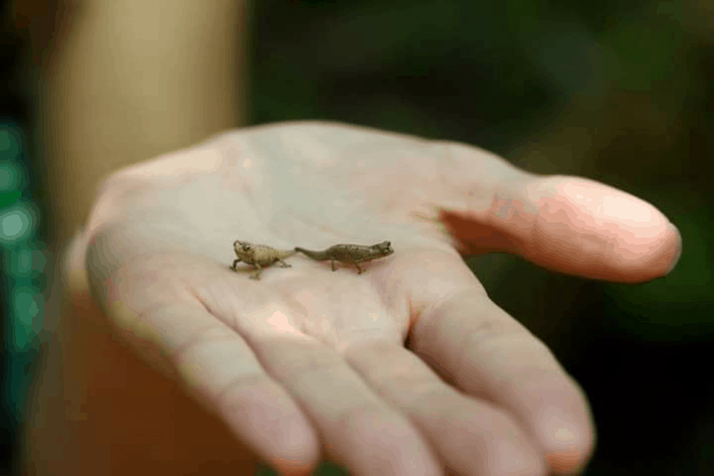 What Is The Smallest Chameleon