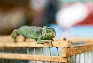 How To Tell If A Chameleon Is Dying, Near Death, or Sick