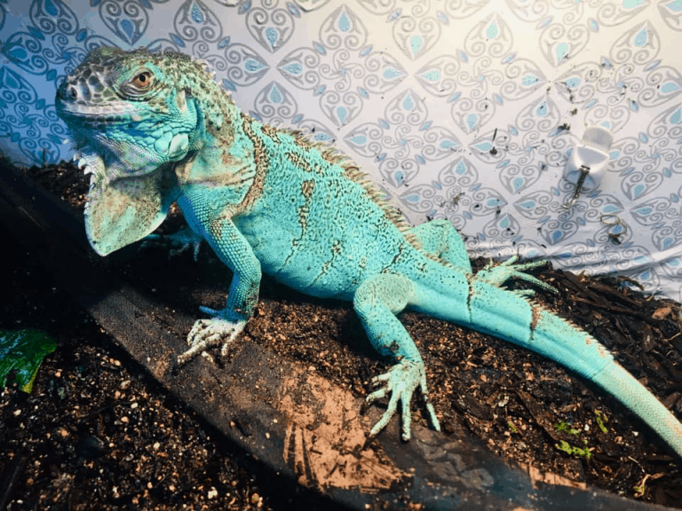 How Big Does A Blue Iguana Get