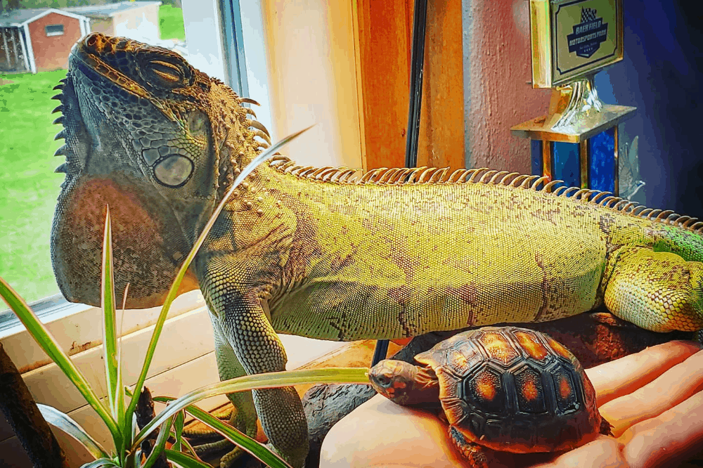 Best Food For Iguanas And What Can They Eat Food List 
