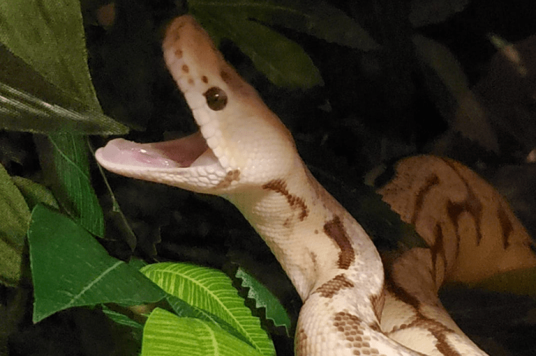 How Many Teeth Does A Ball Python Have