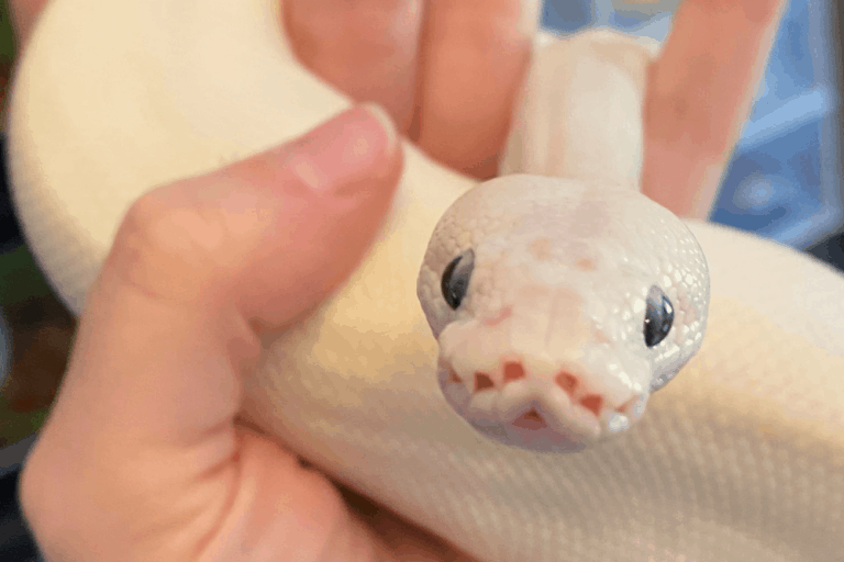 How Long Can A Ball Python Go Without Eating Hunger Strike 