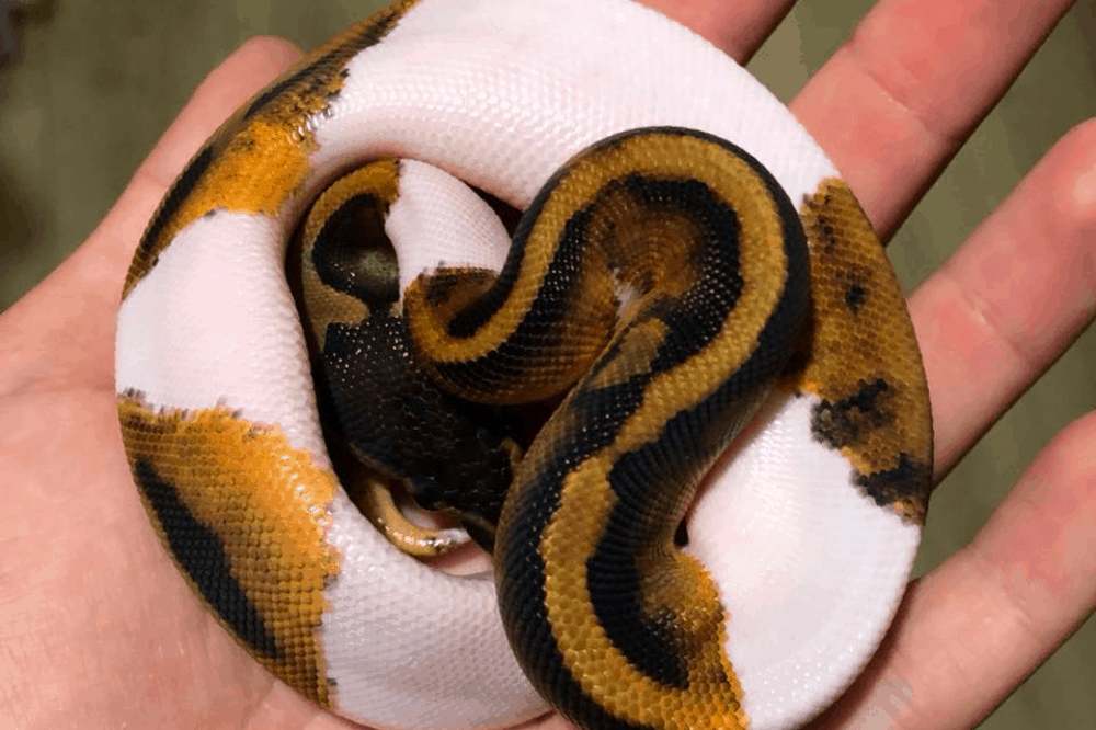 Banana Pied Ball Python PraveenSaumya