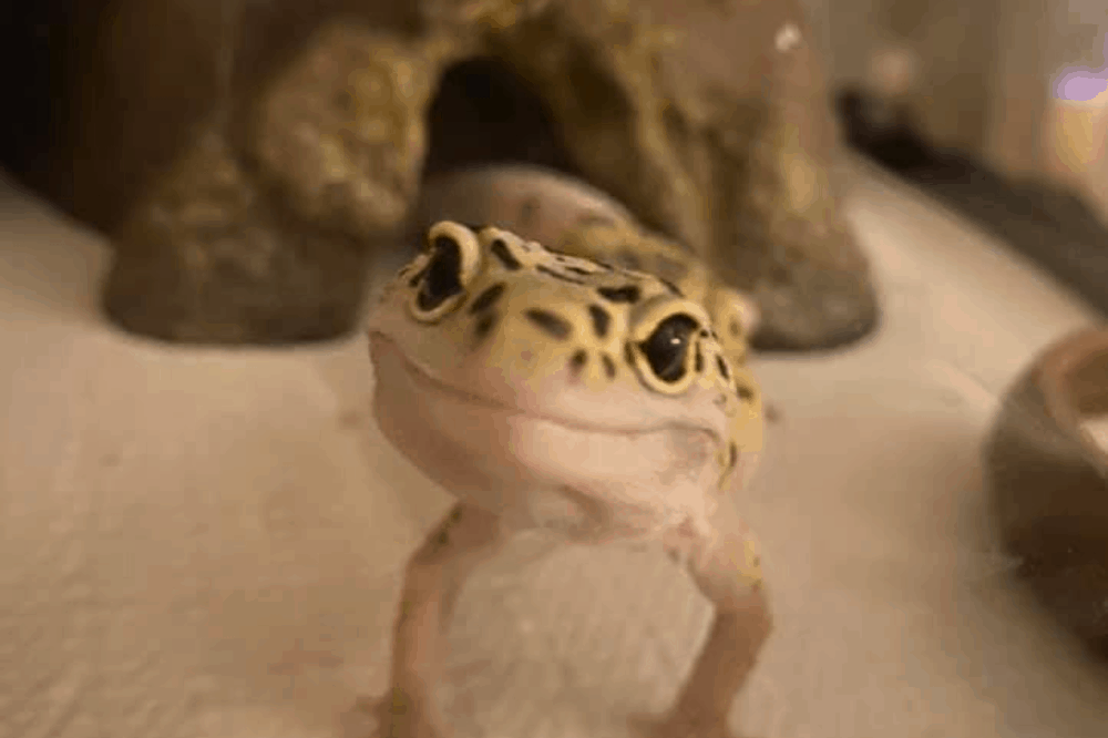 What Does A Leopard Gecko Eat