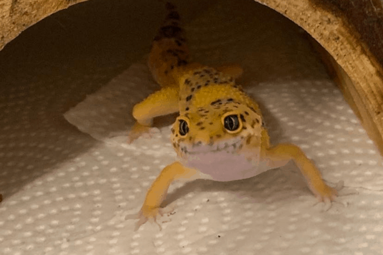 Why Your Leopard Gecko Stares At You (And Body Language)