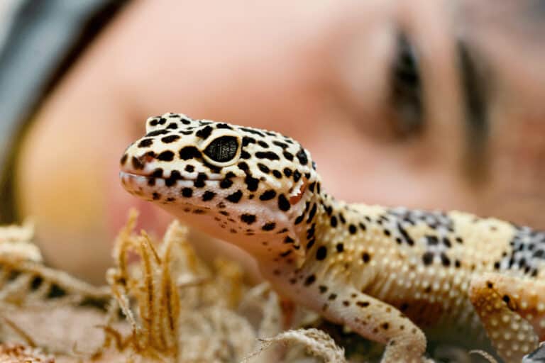 What Is The Lifespan Of A Leopard Gecko