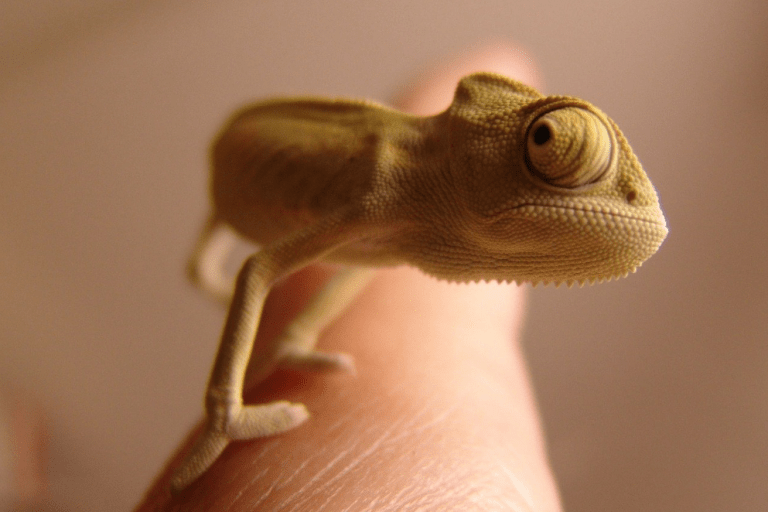 How To Build A Reptile Terrarium