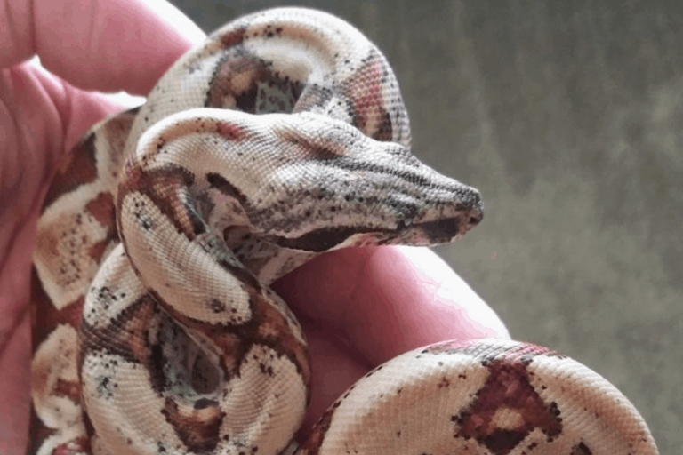 How Big Are Baby Snakes?