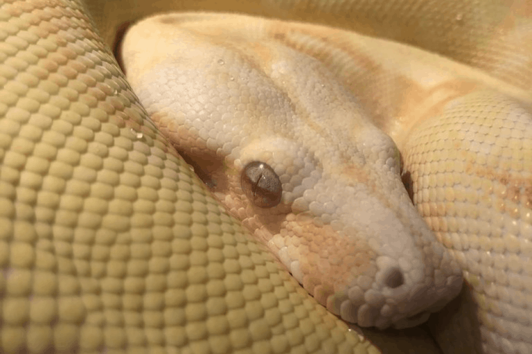 How To Tell If A Boa Constrictor Is Dehydrated