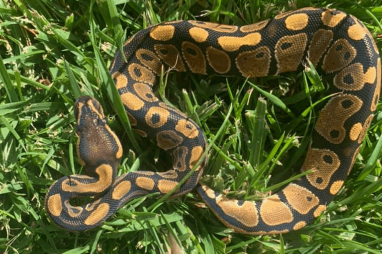 Why Are My Snake s Eyes Cloudy With Without Shedding 