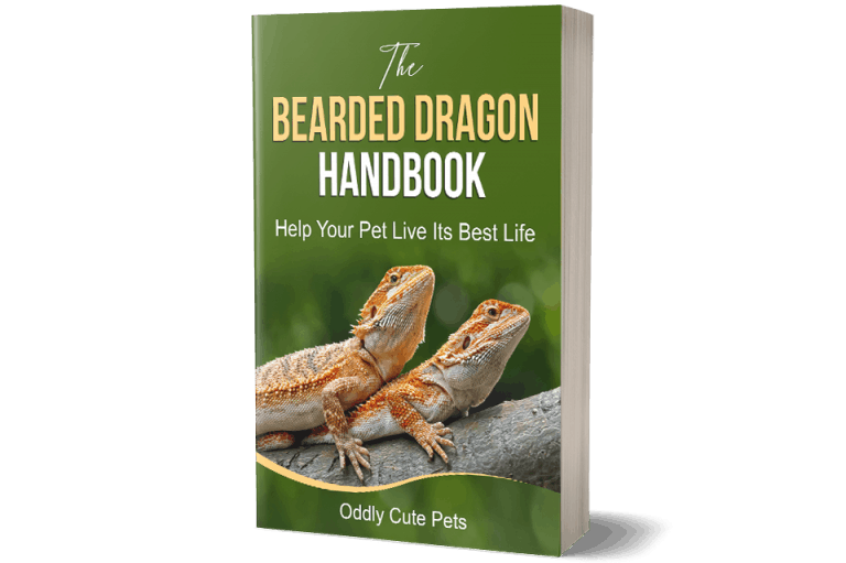 15 Bearded Dragon Enrichment Ideas (Activities & Fun)