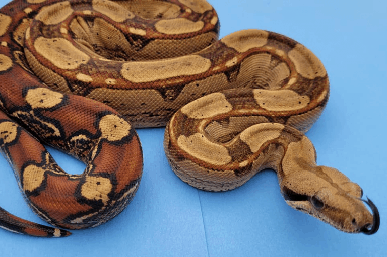 Beginner Boa Constrictor Owners And What To Expect