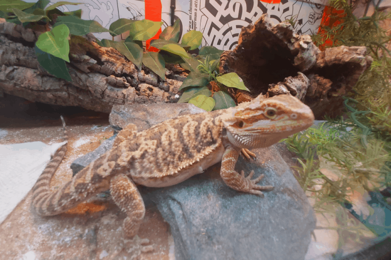 Bearded Dragon Broken Toe Prevention And Help
