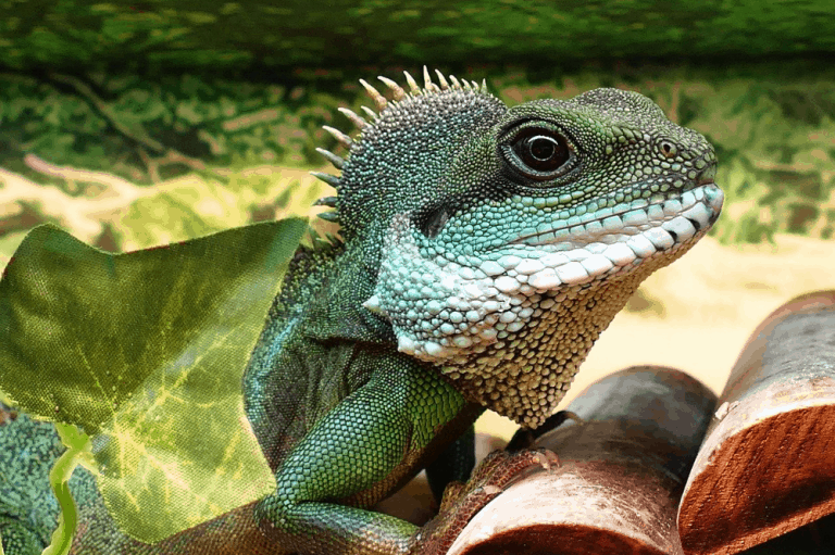 Types Of Pet Lizards