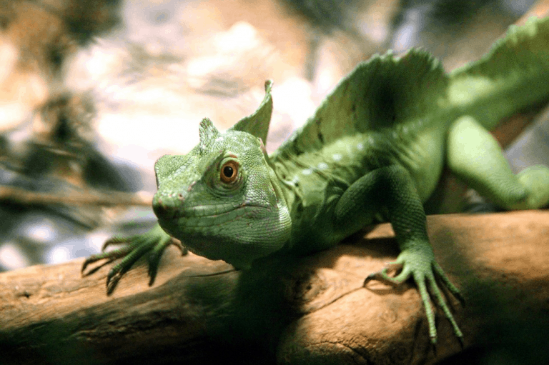 Types Of Pet Lizards