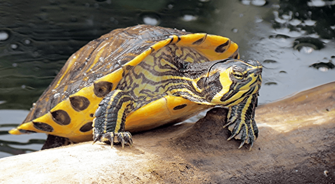 Types Of Pet Turtles And Tortoises