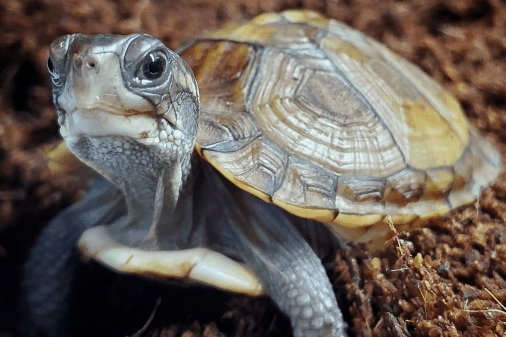 Turtle Shell Rot Symptoms Causes Treatment Prevention