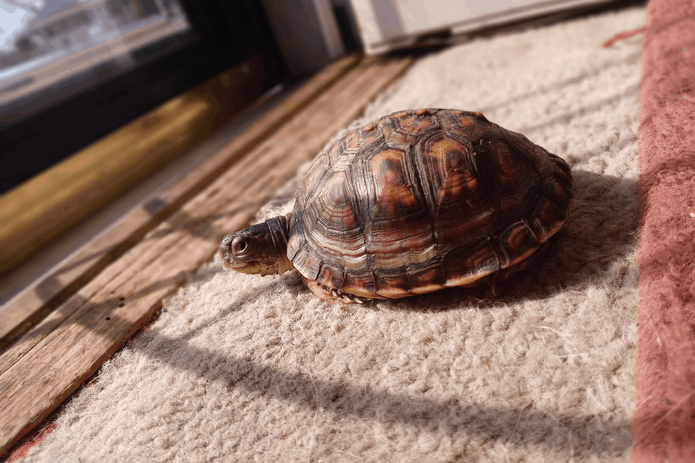 Do Turtles Grow Out Of Their Shells 