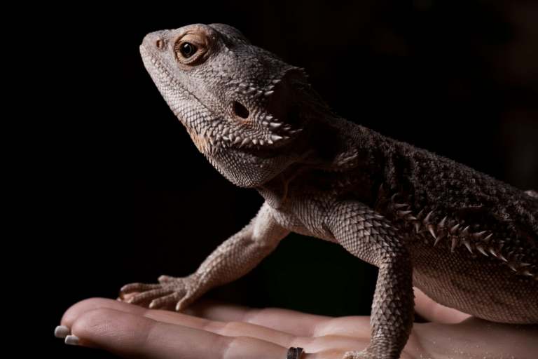 Can Bearded Dragons Be Emotional Support Animals?