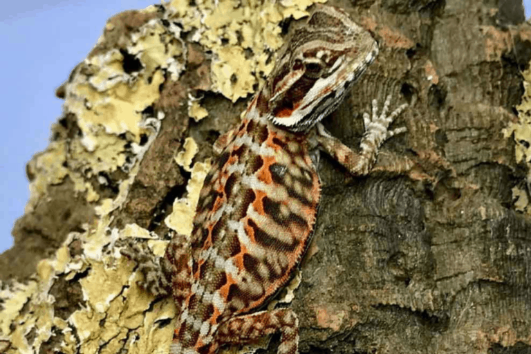 13 Bearded Dragon Morphs, Species, & Colors (Pictures)