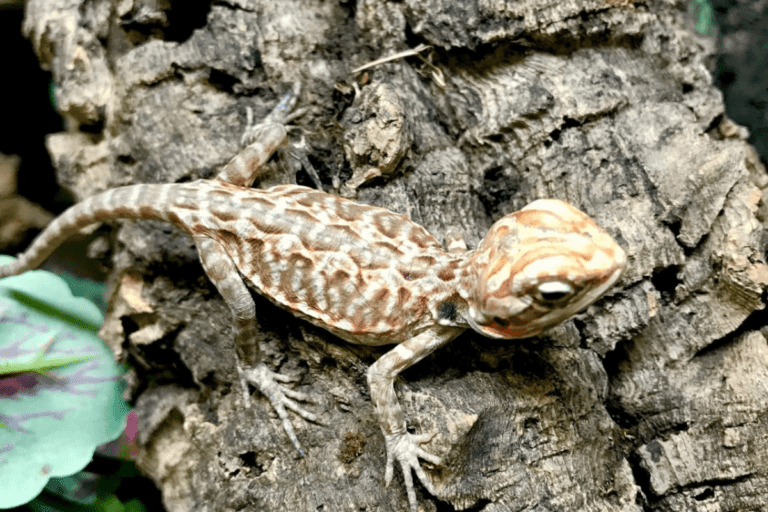 13 Bearded Dragon Morphs, Species, & Colors (Pictures)