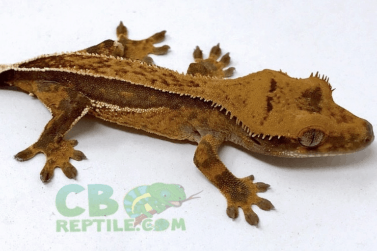 Crested Gecko Morphs List: Colors & Species (Pictures)