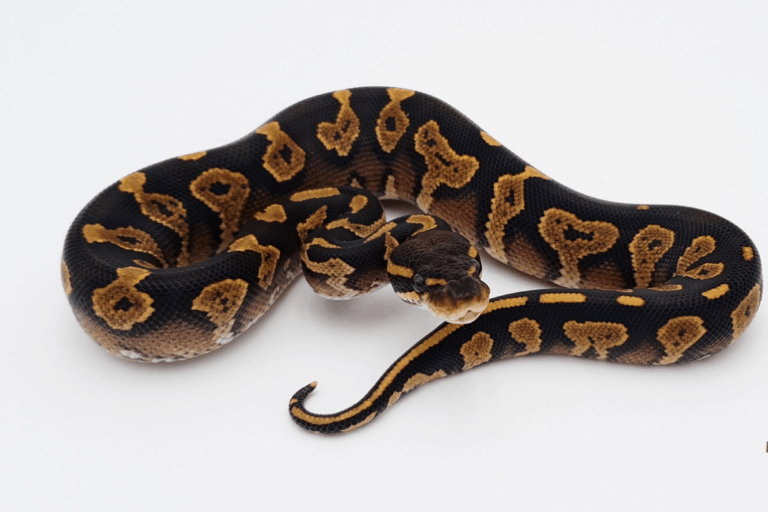 50 Ball Python Morphs: Types, Colors & Pictures (Ultimate List)