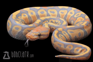 50 Ball Python Morphs: Types, Colors & Pictures (Ultimate List)