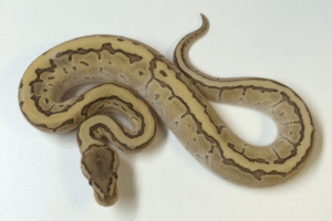50 Ball Python Morphs: Types, Colors & Pictures (Ultimate List)