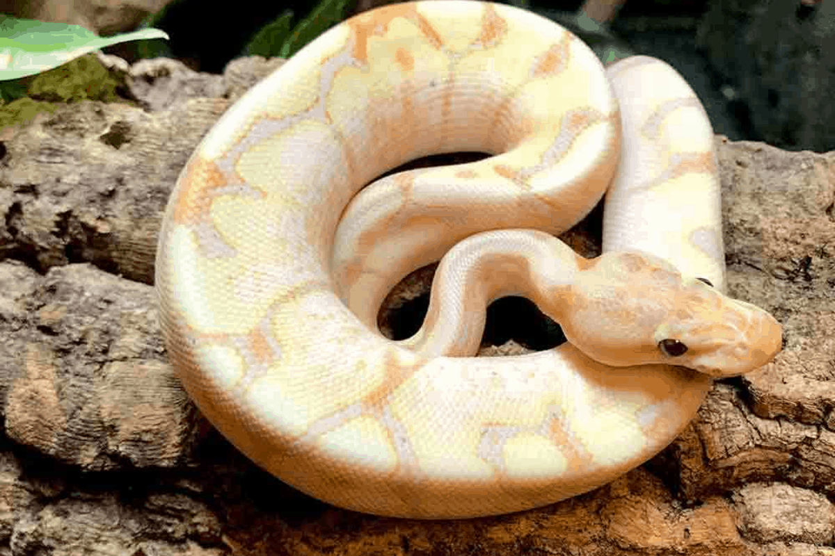 50 Ball Python Morphs Types Colors Pictures Ultimate List 