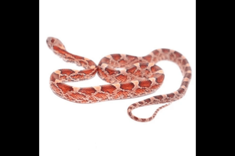 35 Best Corn Snake Morphs: Colors, Pictures, Price