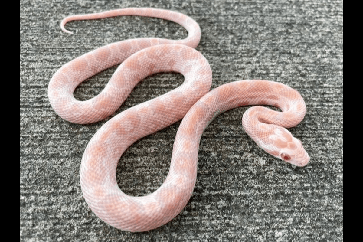 35 Best Corn Snake Morphs: Colors, Pictures, Price