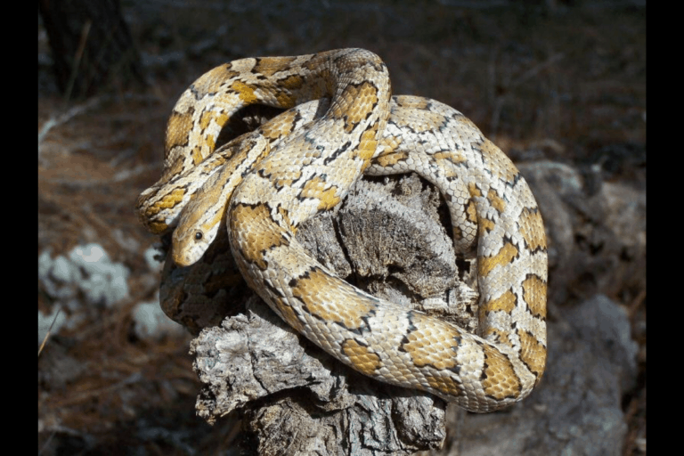 35 Best Corn Snake Morphs: Colors, Pictures, Price