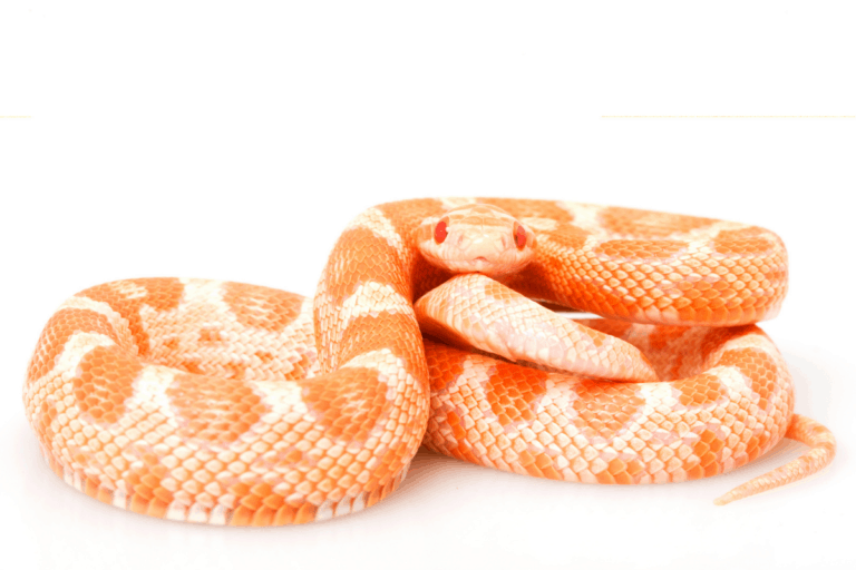 35 Best Corn Snake Morphs: Colors, Pictures, Price