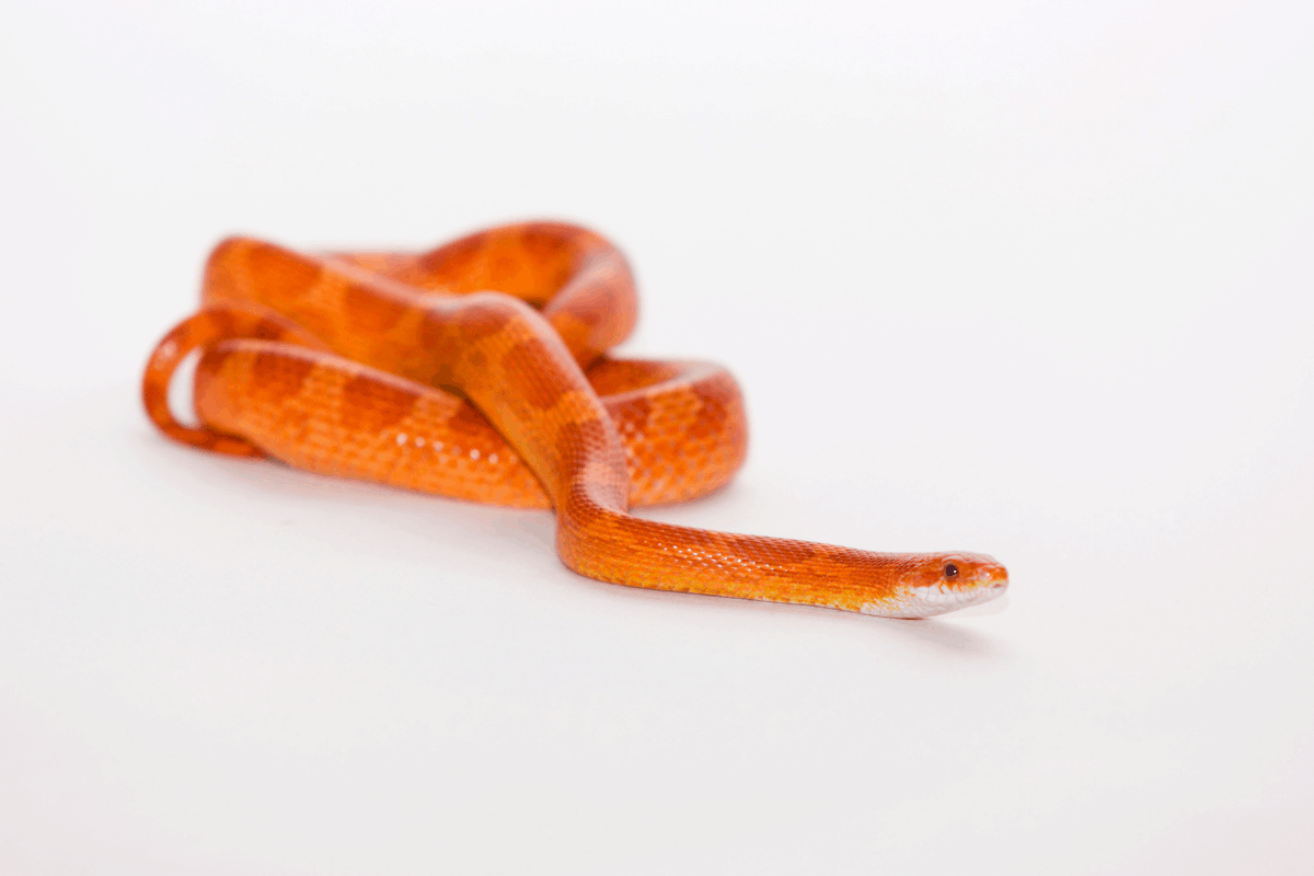 35 Best Corn Snake Morphs: Colors, Pictures, Price
