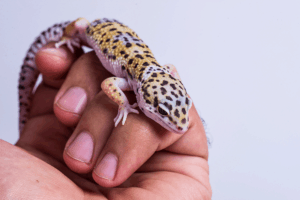What Leopard Geckos Eat: Food List, Diet Info