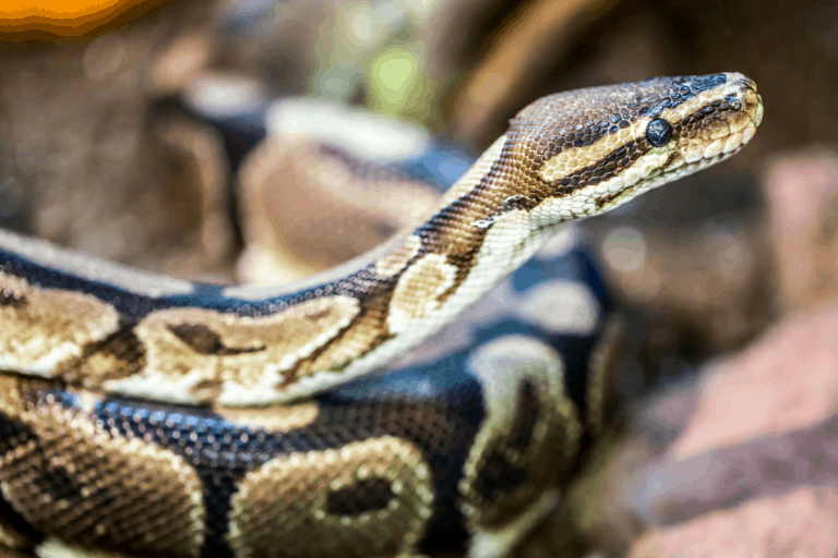 Ball Python Weight Growth Guide Size Chart 