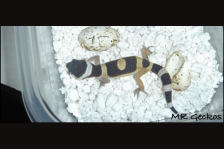 25 Best Leopard Gecko Morphs (With Pictures)
