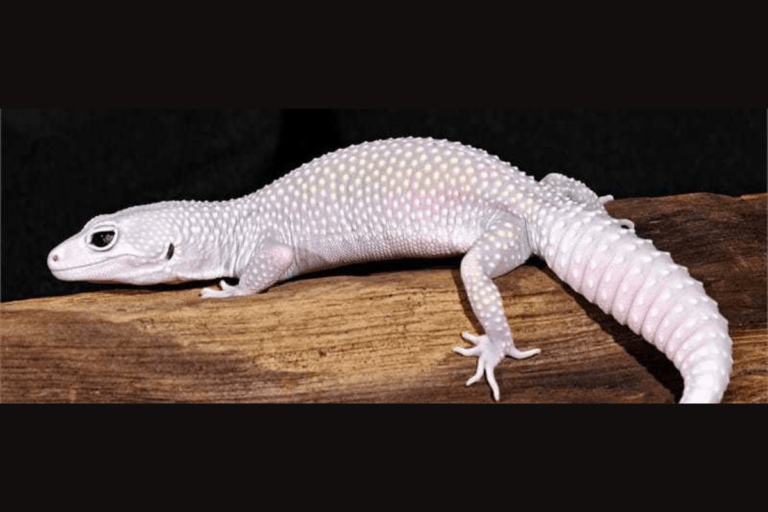 25 Best Leopard Gecko Morphs (With Pictures)