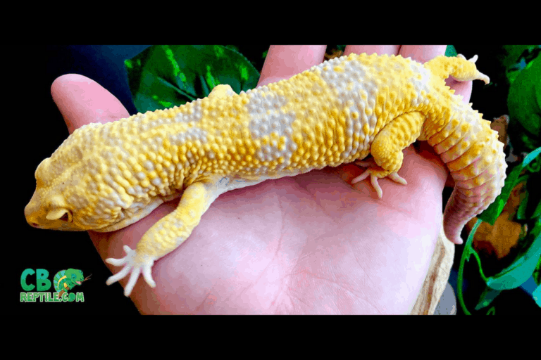 25 Best Leopard Gecko Morphs (With Pictures)