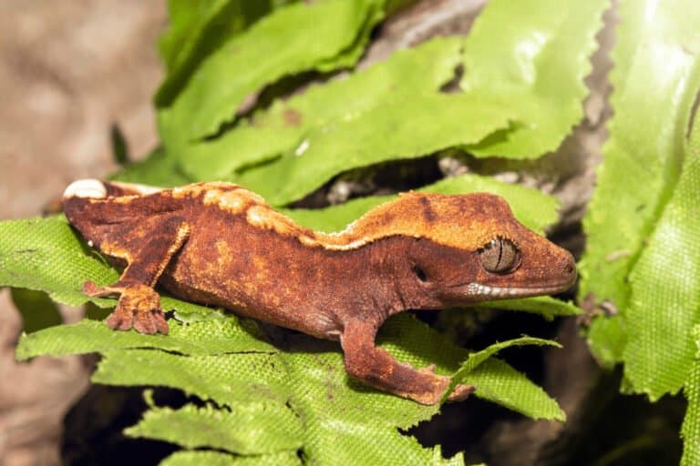 How To Figure Out Your Crested Geckos Age (Growth Chart)