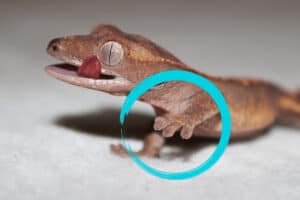 Crested Gecko Toes: Curled, Lost, Black? – Oddly Cute Pets