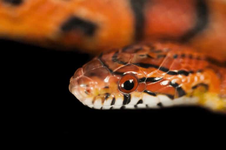 The Okeetee Corn Snake: Color, Traits, And Characteristics