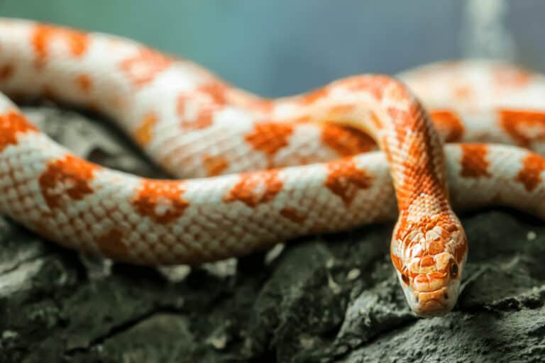 The Blizzard Corn Snake: Color, Traits, and Characteristics
